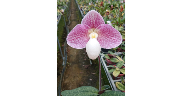 Орхидея Paph. Micranthum x Knights Niveum - купить, доставка Украина